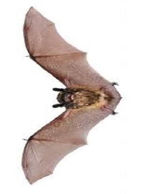 #1 Effective Bats Control Services in Kenya | December